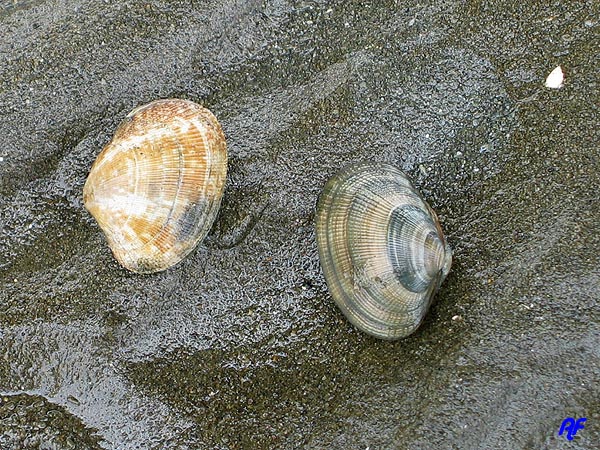 アサリの生態と特徴 | 旬の時期・価格や相場をご紹介！ - 食note